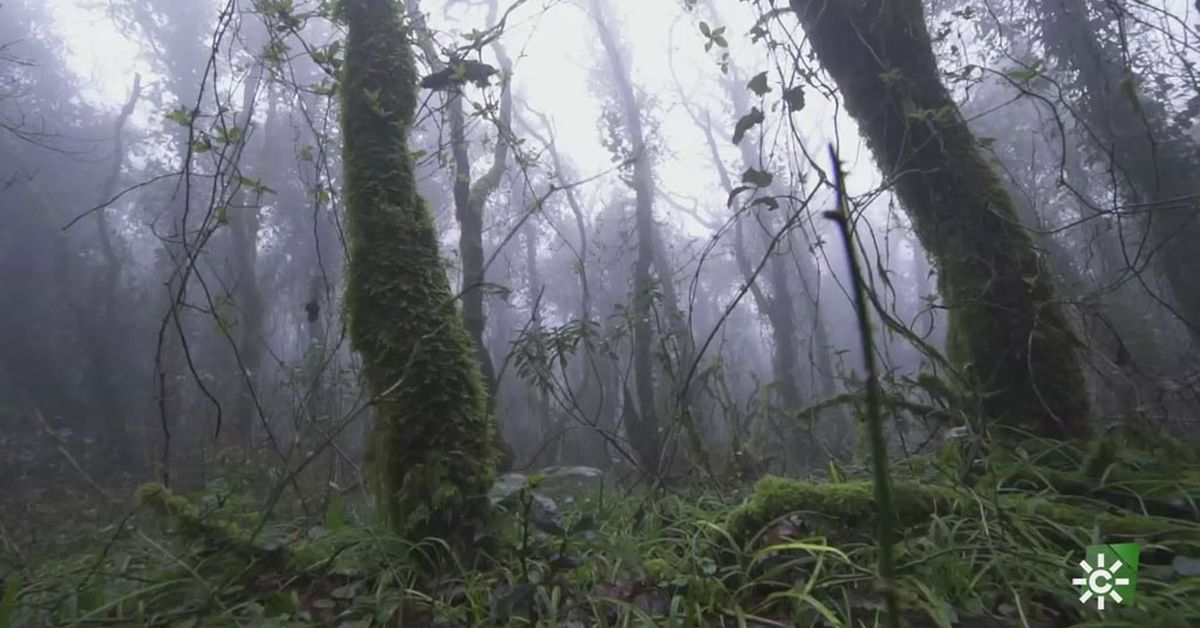 El bosque de Niebla, un lugar mágico escenario de un cuento de hadas