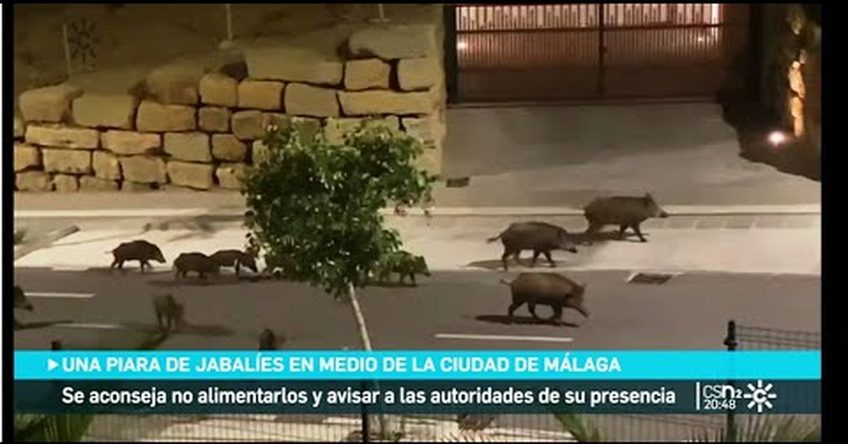 Jabalíes campan a sus anchas en Málaga capital
