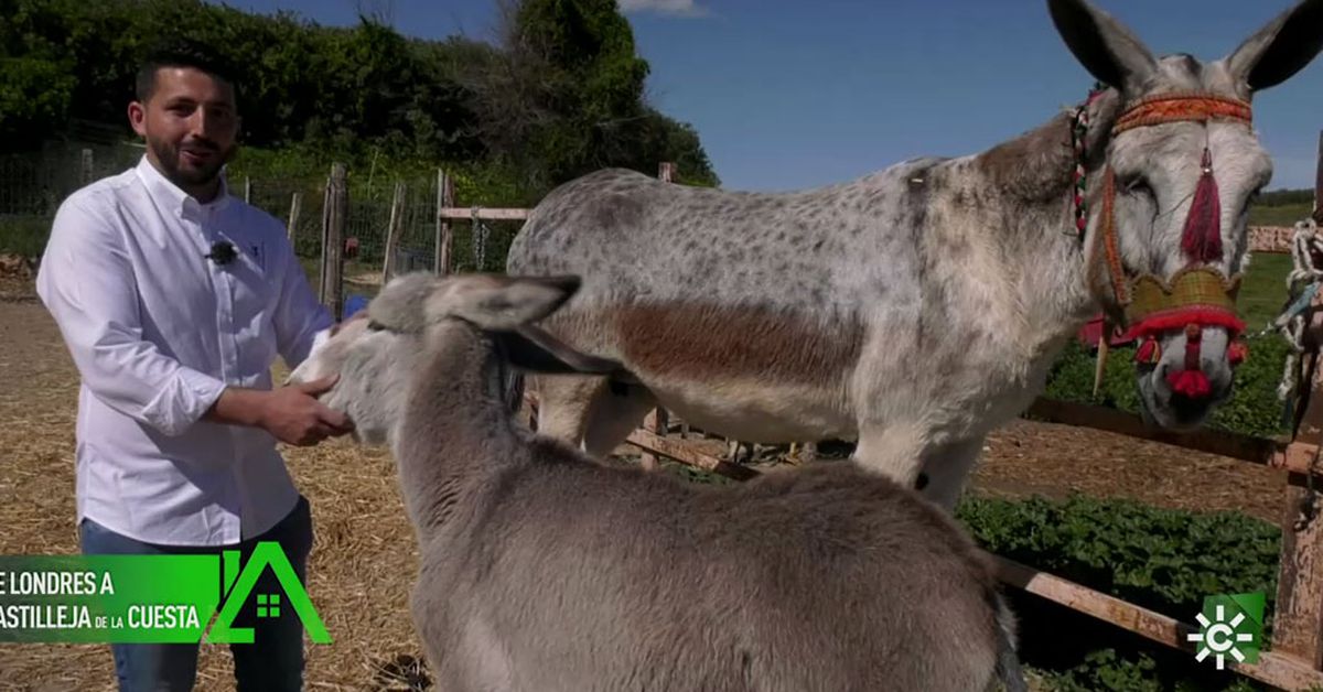 En Castilleja de la Cuesta se dedica a la cría de burros de raza andaluza