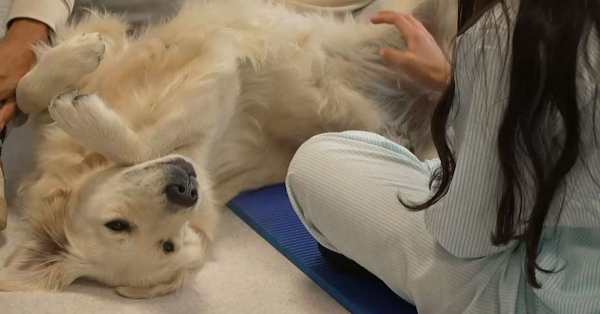 'Cora', una golden retriever que desarrolla terapias de salud mental ...
