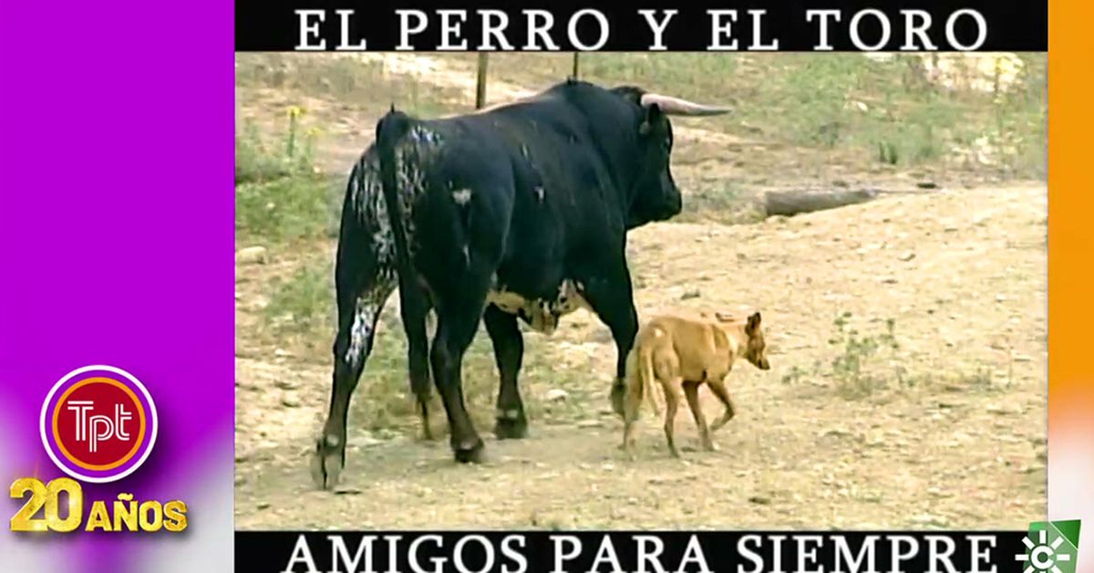 Comprobamos en el campo que el toro bravo y el perro pueden ser amigos ...