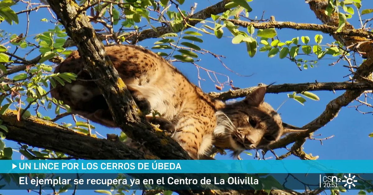 Un lince se pasea por el casco urbano de Úbeda y se cuela en una casa