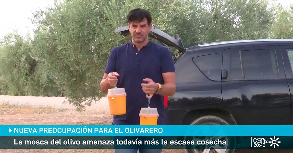 La mosca del olivo, una nueva preocupación para los productores