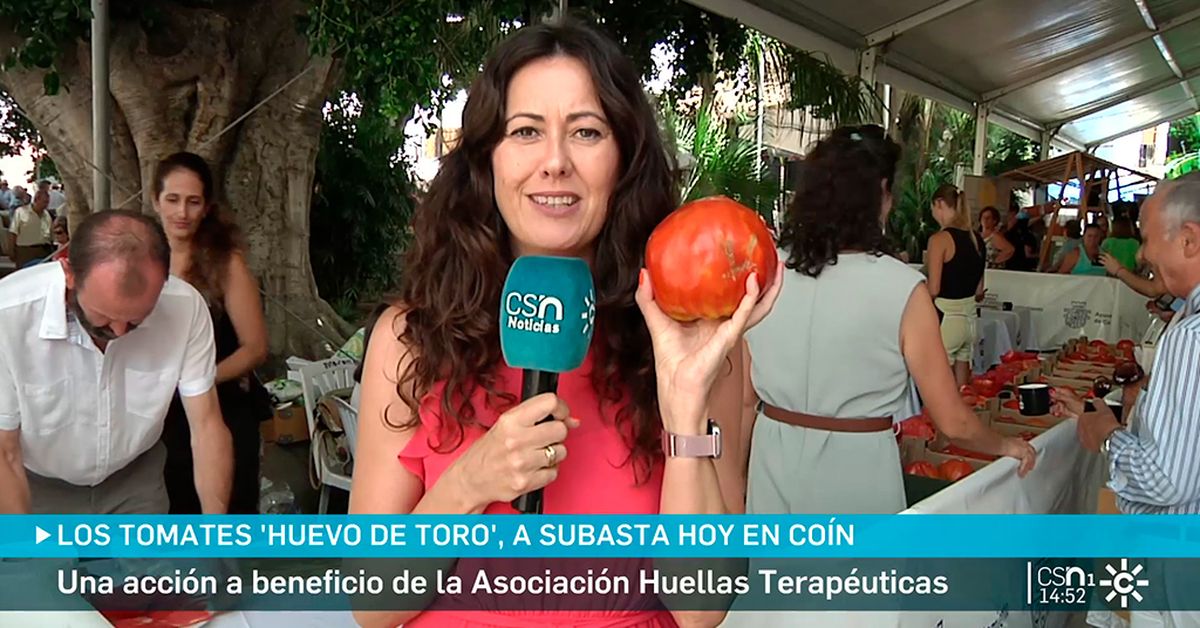 Subasta solidaria de los mejores tomates Huevo de Toro de Coín