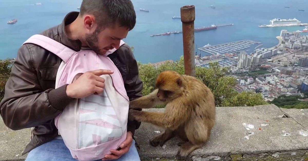 Tocar a los monos de Gibraltar será delito