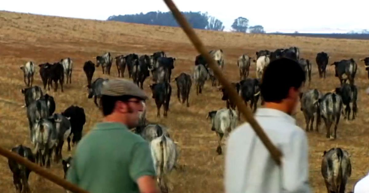 Disfruta del encanto del traslado de las vacas bravas a la rastrojera