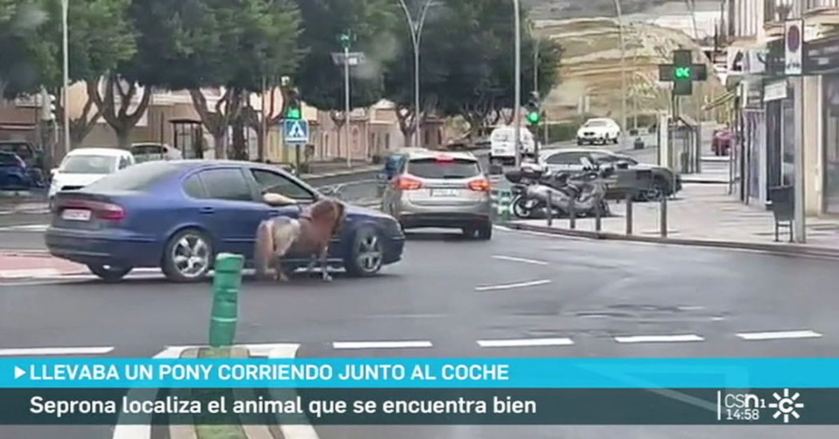 Localizan al conductor que llevaba un poni atado al coche en Huércal