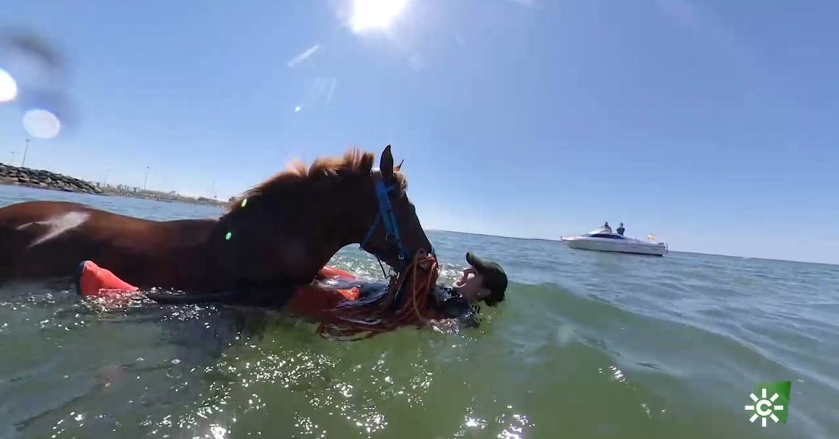 La natación, una forma de recreo, descanso y aseo para los caballos