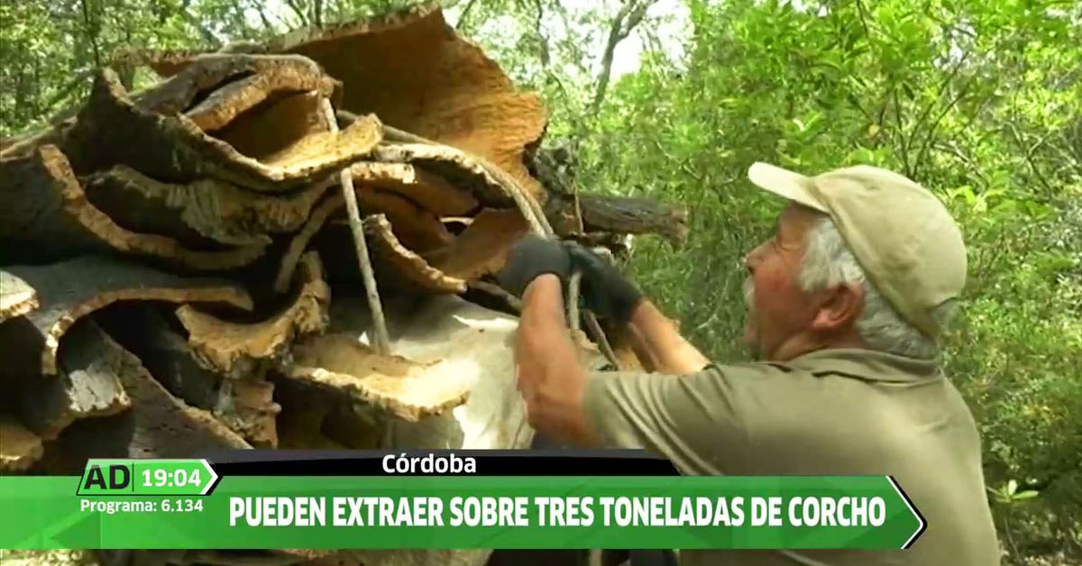 La 'saca' del corcho en los alcornocales cordobeses a más de 40 grados