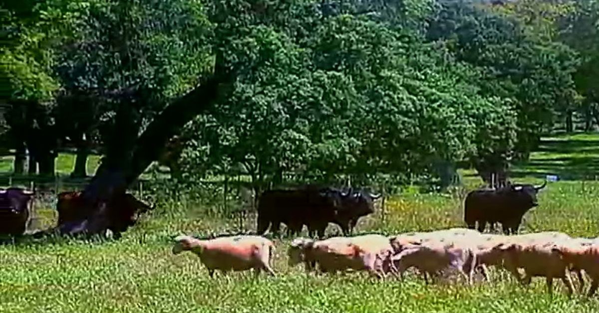 El curioso truco para que los toros coman pienso en la dehesa en lugar ...