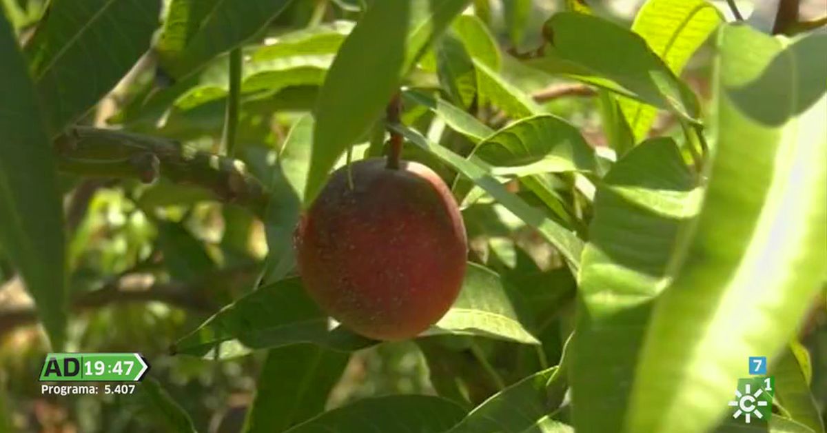 Un mango que es un bombón