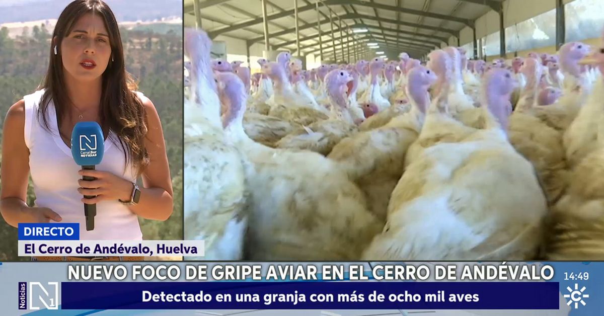 Declarado un foco de gripe aviar en una granja de aves en El Cerro de ...