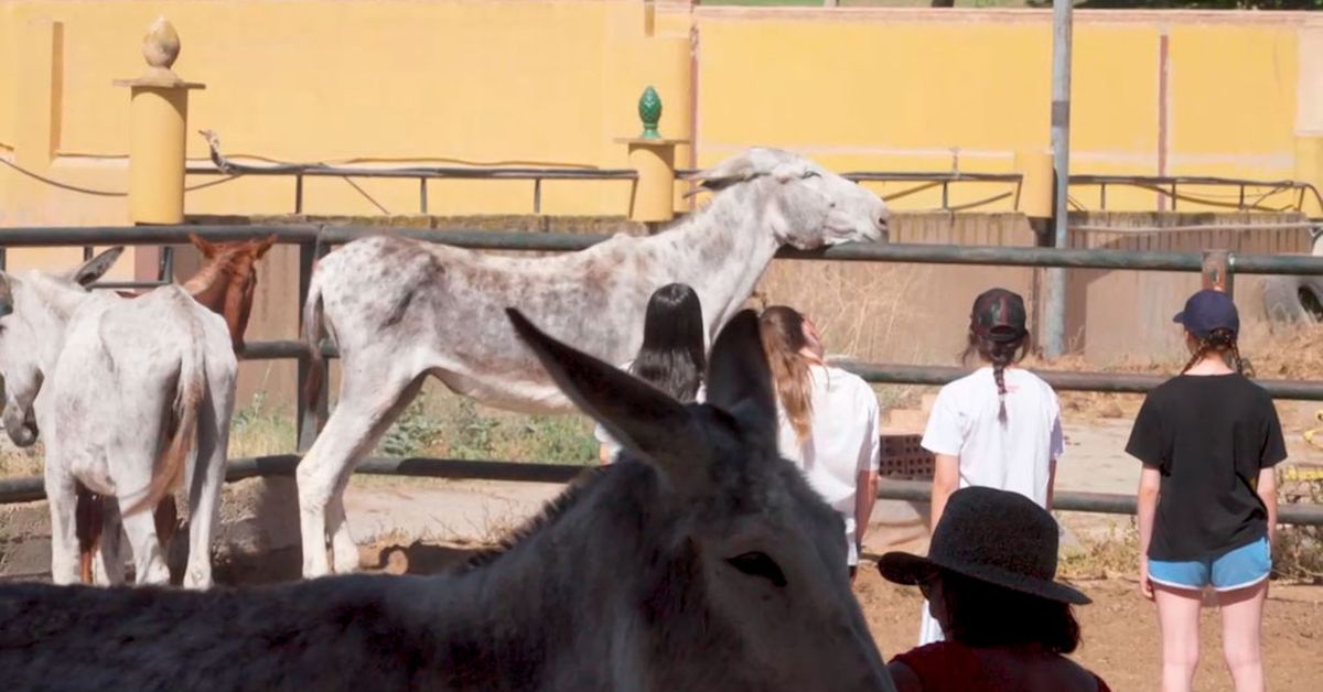 Terapia con asnos y burros andaluces para superar trastornos de ...