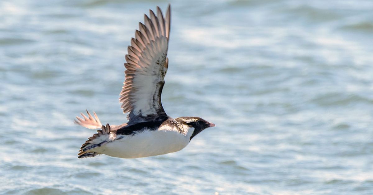 La extraordinaria "rareza" de un pájaro de Alaska en la costa onubense