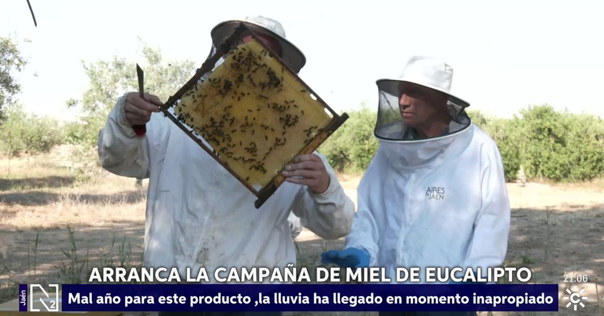 Empieza la campaña de la miel de eucalipto