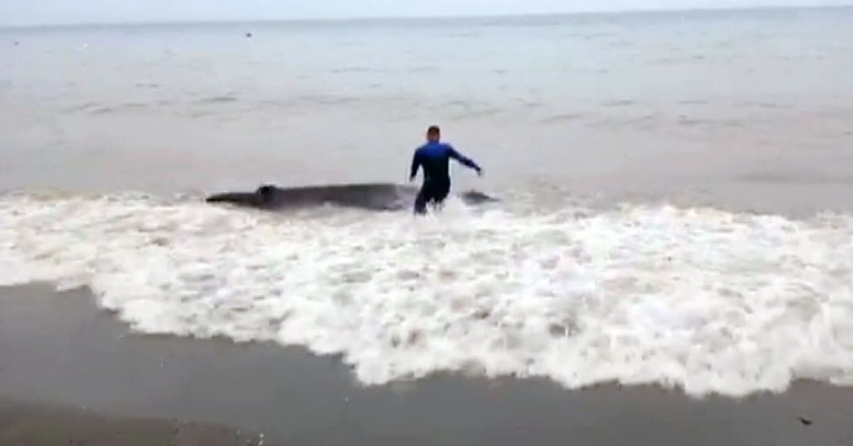Final feliz para una cría de ballena varada en Vélez-Málaga