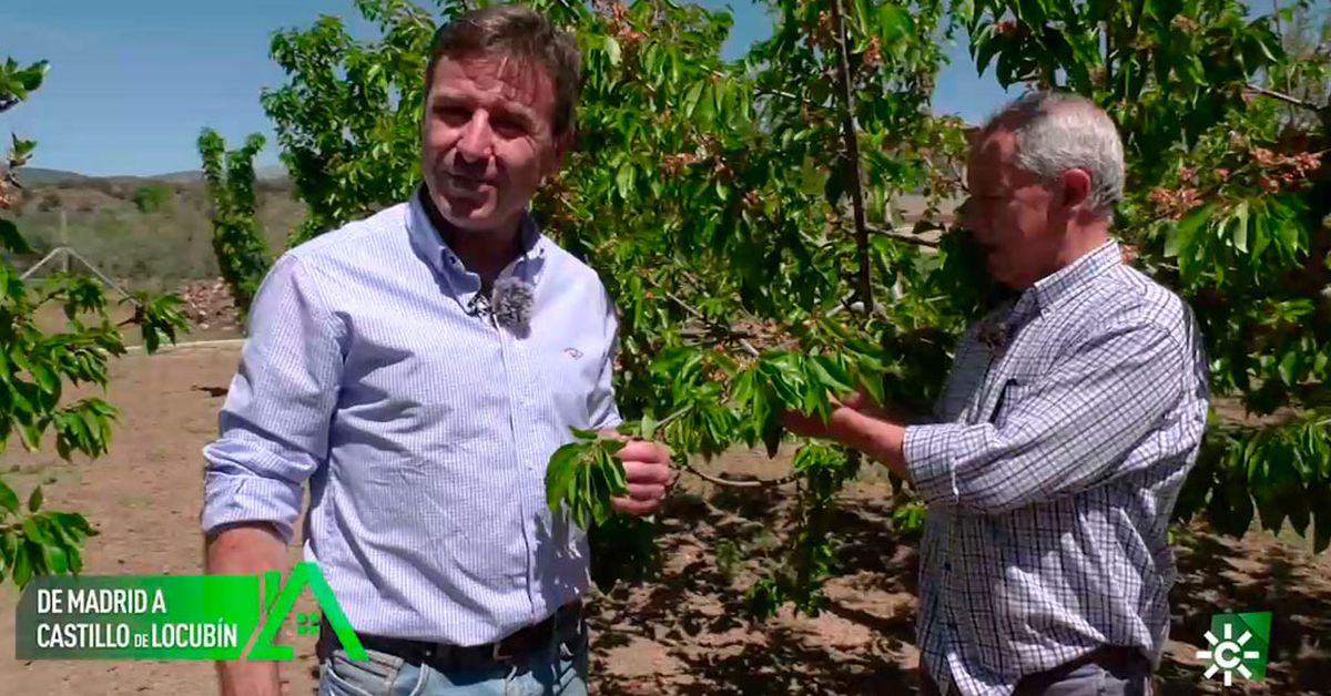 Lleva la gerencia de una empresa de cerezas y almendras en Castillo de ...