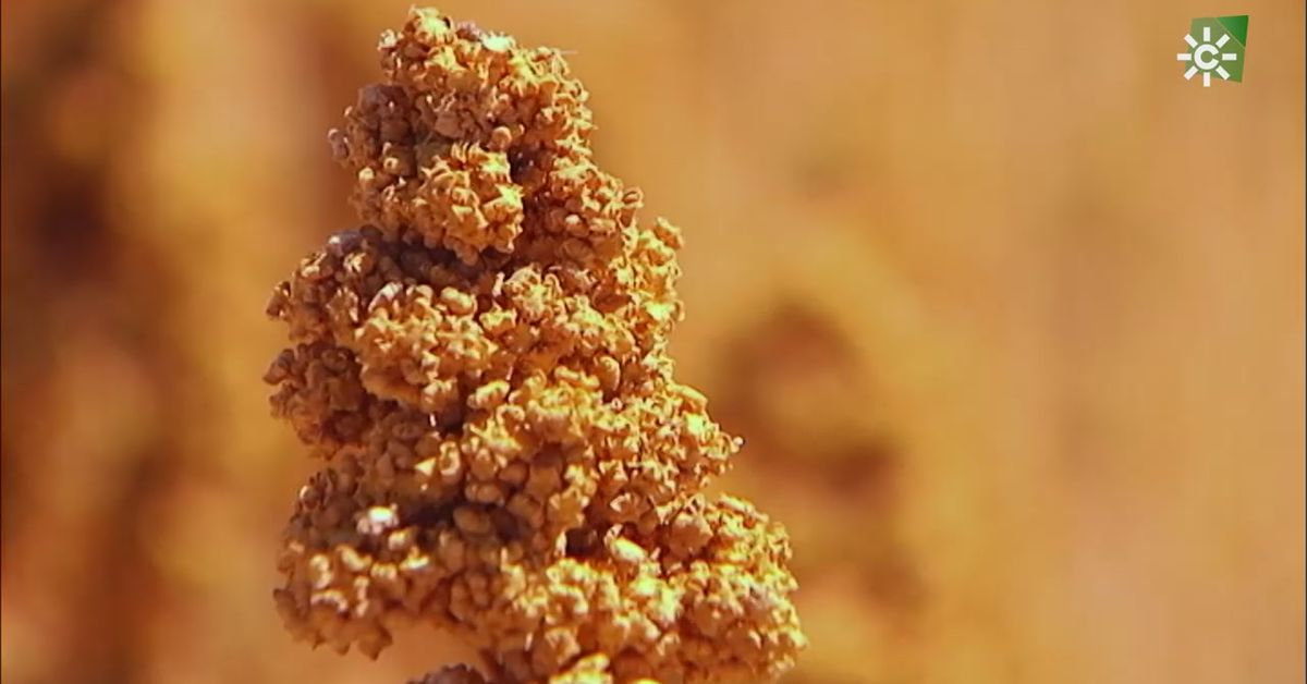 La quinoa, un nuevo cultivo que llega a Andalucía para quedarse